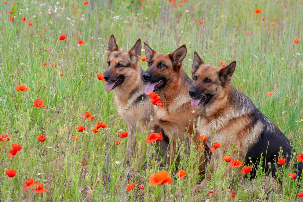 Three German shepherds stock photo. Image of grass, undercoat - 142994332