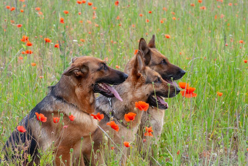 Three German shepherds stock photo. Image of faithful - 7646504