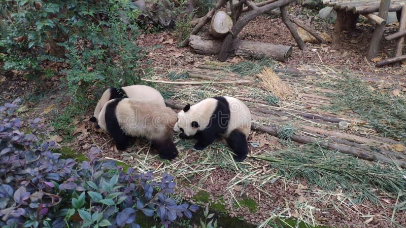 Three Giant Cute Pandas Fighting in the Zoo Stock Footage - Video of ...