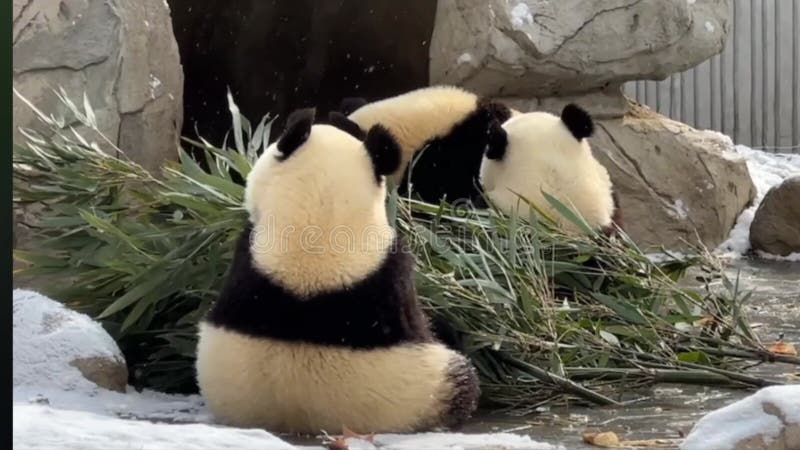 Two Giant Pandas Peacefully Resting Amidst a Lush Bamboo Forest ...