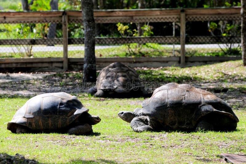 Three Giant Tortoises in Zoo Stock Photo - Image of aldabra, turtles ...