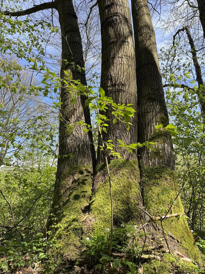 Three Giant Trees Grew from One Root Stock Image - Image of green ...