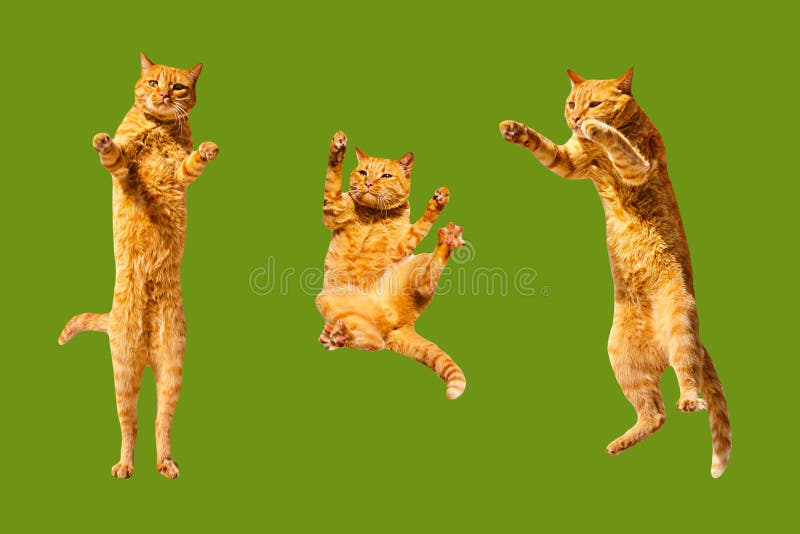 Dancing cats retro poster stock image. Image of poster - 26415859