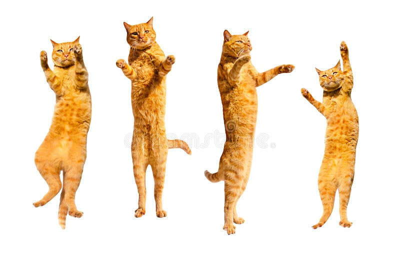 Dancing cats retro poster stock image. Image of poster - 26415859
