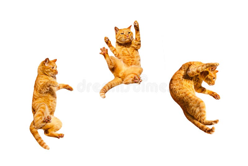 Dancing cats retro poster stock image. Image of poster - 26415859