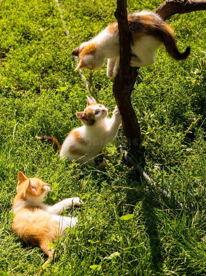 Three Ginger Kittens Playing on a Green Lawn, Close-up, Copy Space ...
