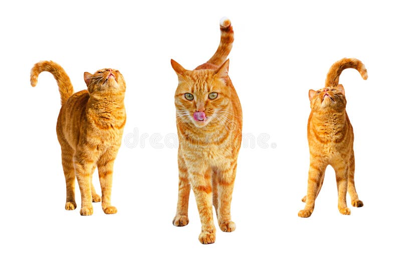 Three Ginger Dancing Cats Isolated on a White Background Stock Image ...