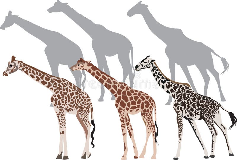 Giraffe shadows stock illustration. Illustration of high - 27630803