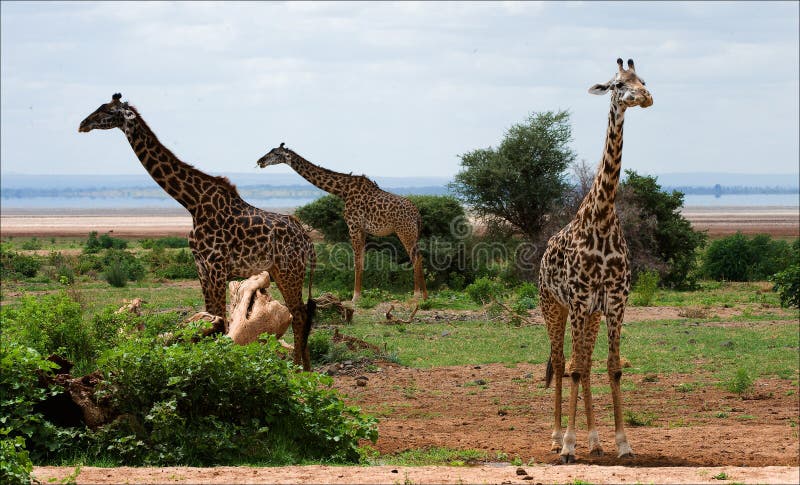 Three giraffes. stock photo. Image of herbivore, mammal - 16476388