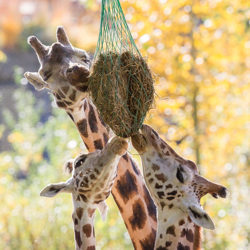 Three giraffes eating hay stock image. Image of hungry - 61735393