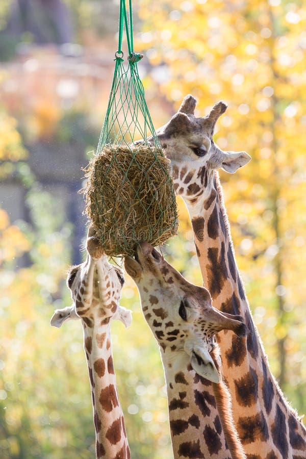 Three giraffes eating hay stock photo. Image of wildlife - 62430278
