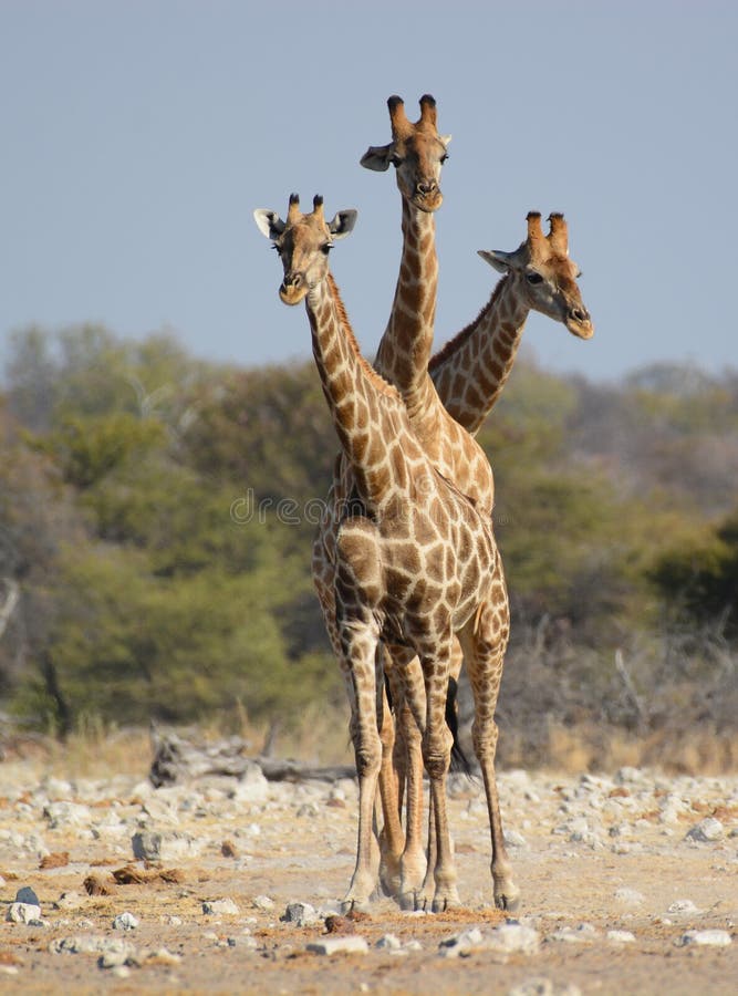 Three giraffes. stock photo. Image of safari, giraffe - 257597524