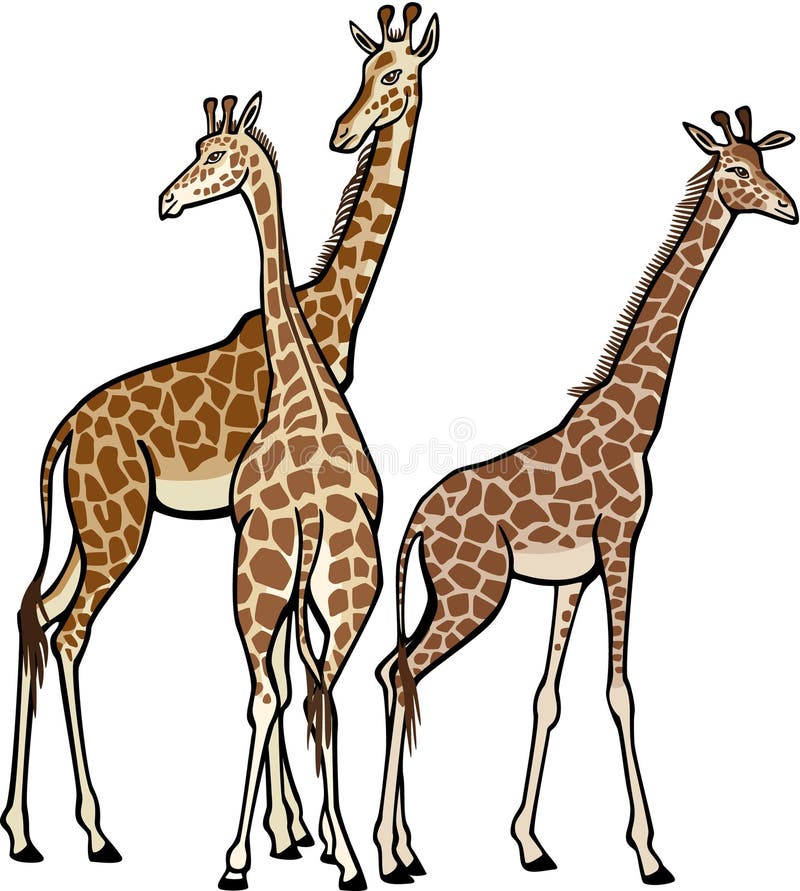 Three Giraffes stock vector. Illustration of giraffe - 67173763