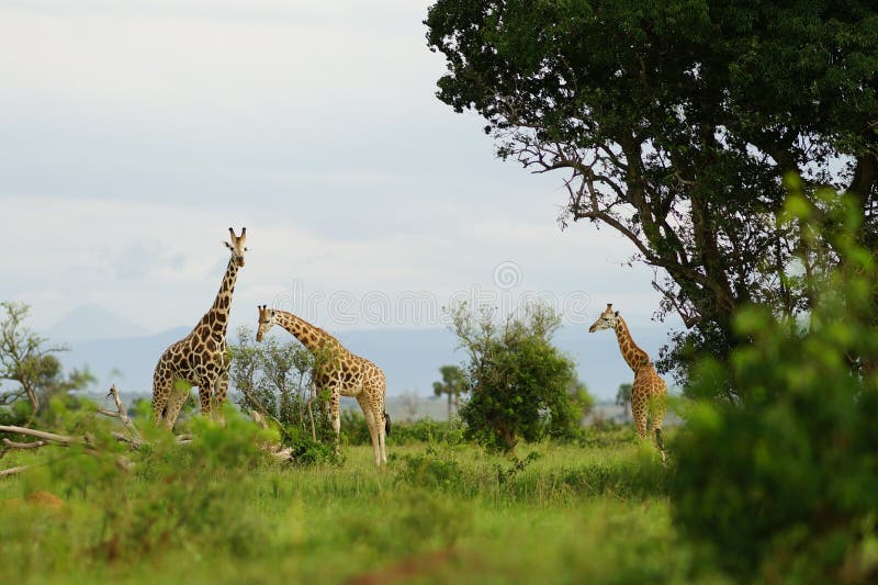 Giraffe in Murchison Fall National Park, Uganda Stock Image - Image of ...