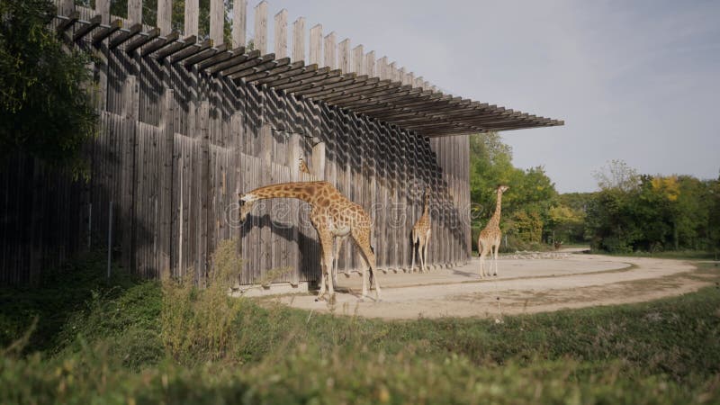 A Group of Giraffes Peacefully Browsing and Grazing in Their Zoo ...