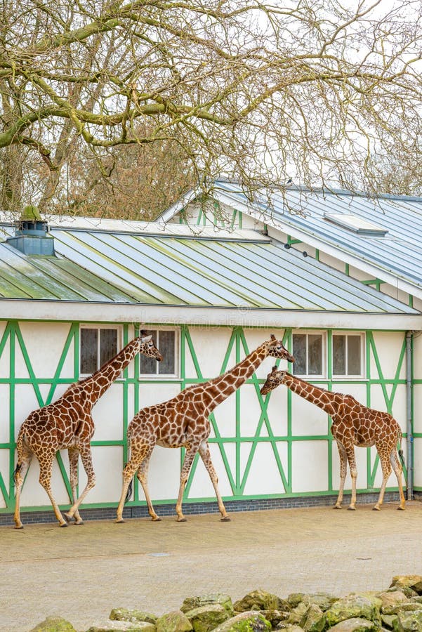 233 Giraffes Enclosure Zoo Stock Photos - Free & Royalty-Free Stock ...