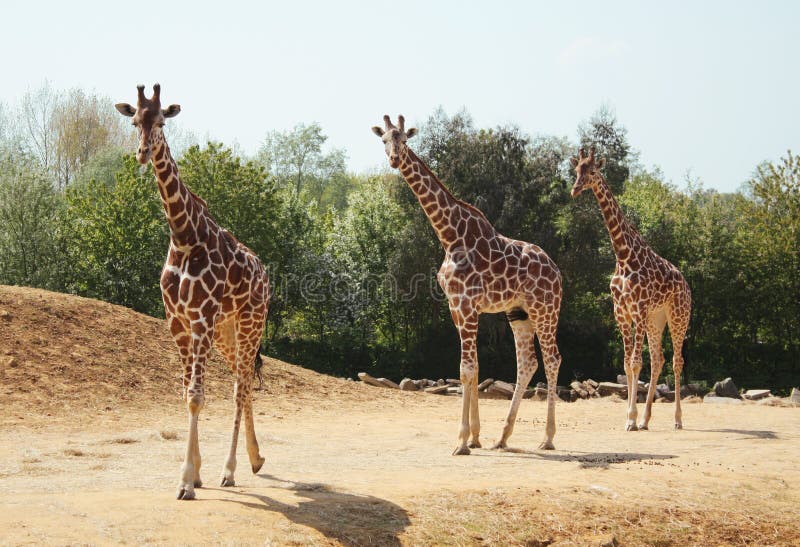 Three giraffes in the wild stock image. Image of safari - 19313979