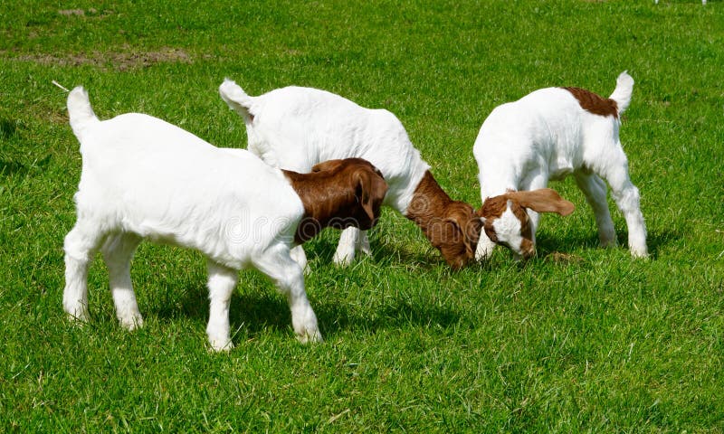 Three Goat stock image. Image of feed, feeding, goatsn - 49956889