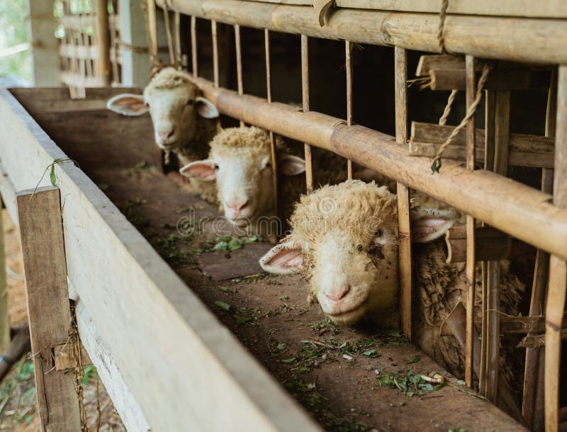 Three Goat Grazing in the Field Stock Photo - Image of horticulture ...