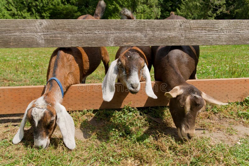 Three Goats stock photo. Image of barnyard, eating, grass - 19196492