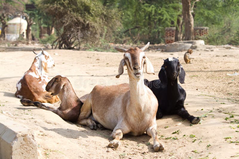 Three goats stock image. Image of natural, hair, mammal - 51667987