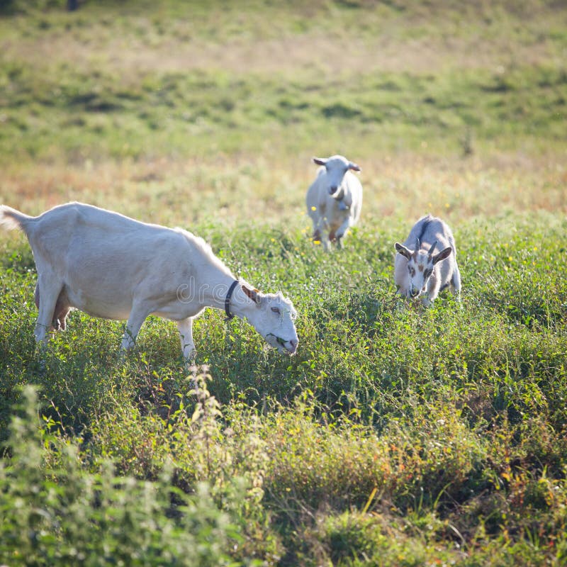 Three Goats stock image. Image of closeup, mammal, close - 46353547