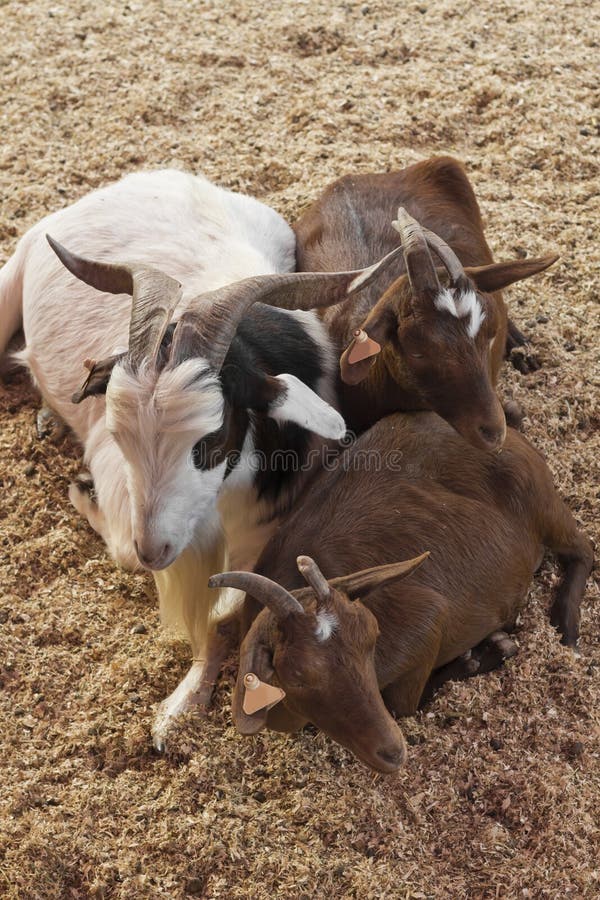 Three Goats Cuddling Stock Photos - Free & Royalty-Free Stock Photos ...