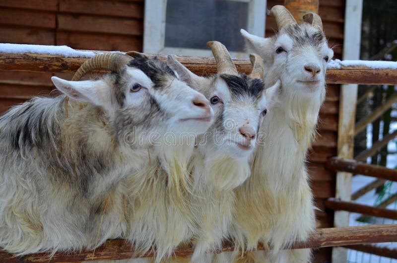 Three goats stock photo. Image of holiday, goat, eyes - 47052976