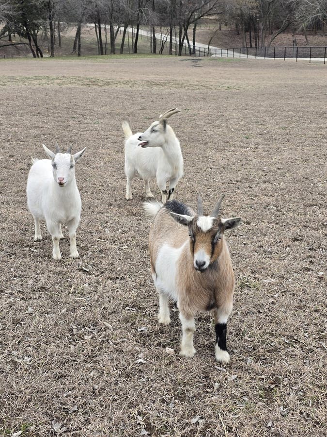 Three Goats with Horns in Grassy Field Treeline in Background Stock ...
