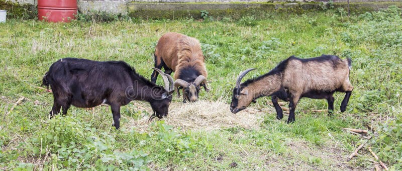 Three goats stock image. Image of organic, farm, range - 42056795