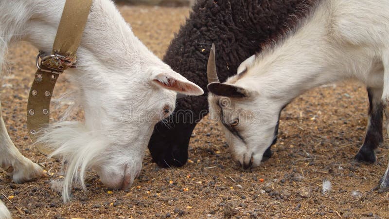 Three Goats Grazing Together on a Sandy Farm Stock Image - Image of horned, interaction: 380056241