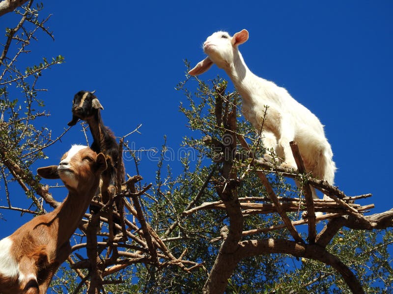 Three Goats Perched in a Tree in Marrakesh Stock Image - Image of ...