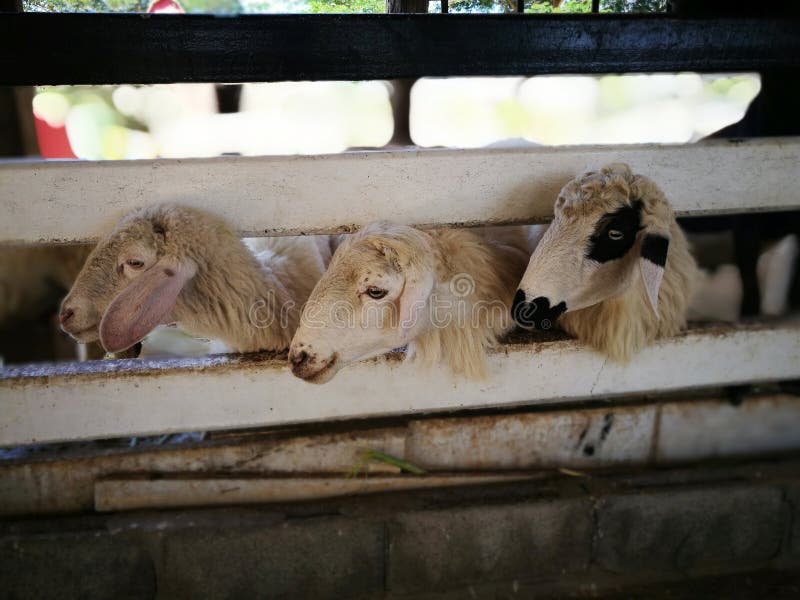 Three Goats stock image. Image of head, young, longt - 91311889