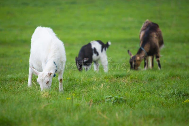 Three Goats Standing and Eating Green Grass at Rural Meadow Stock Image ...