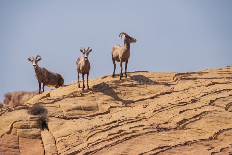 Three Goats are Standing on a Rocky Hillside Stock Photo - Image of ...