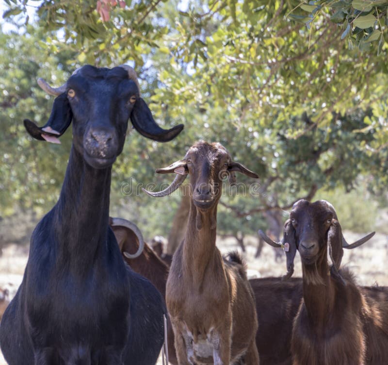 Three Goats Staring stock photo. Image of close, capra - 155357130