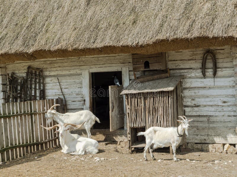 Three goats stock photo. Image of poland, homestead, animals - 40730140