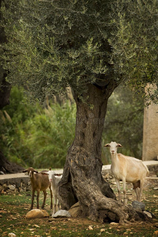 Three goats under a tree stock photo. Image of trees - 60901546