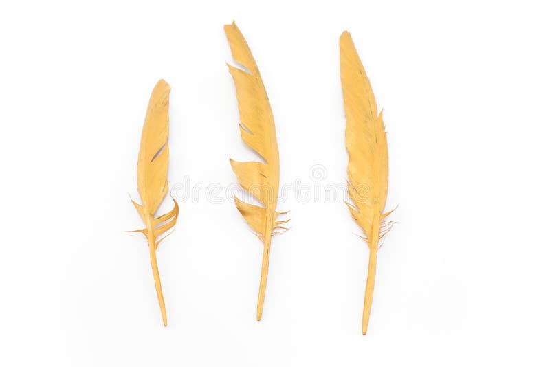 Two Gold Feathers Isolated on White Stock Image - Image of gorgeous ...