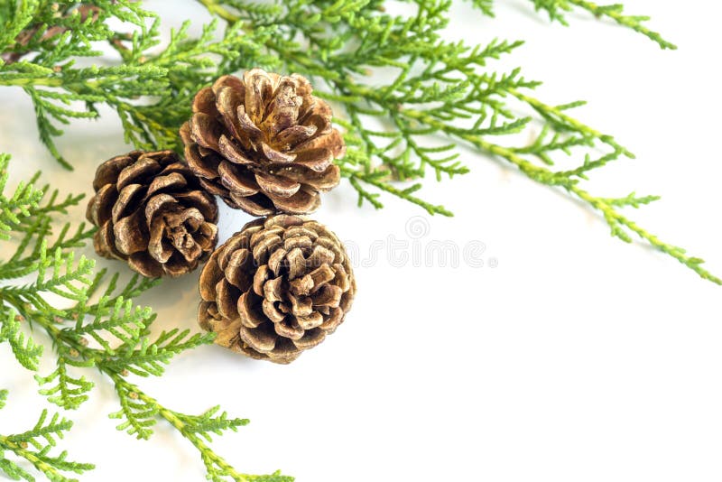 Three Gold Pine Cones and Pine Tree Branch on White Isolated Stock ...