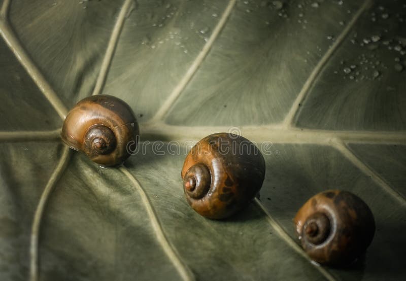 Three Golden Apple Snail on the Green Leaf Stock Photo - Image of fish ...