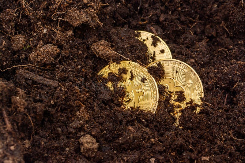 Three Golden Bitcoin Coins Hidden Under the Fresh Soil. Concept of ...