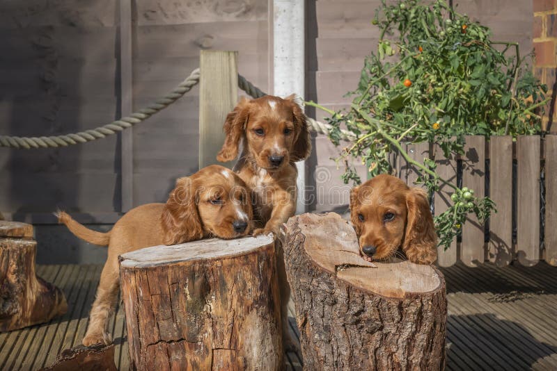 Three Golden Brown Cocker Spaniel Puppies in the Garden in Surrey Stock ...