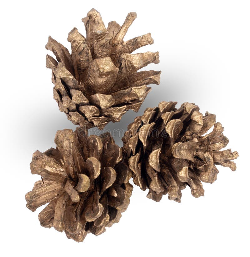 Three Golden Fir or Pine Cones, Decorative Element Isolated on White ...