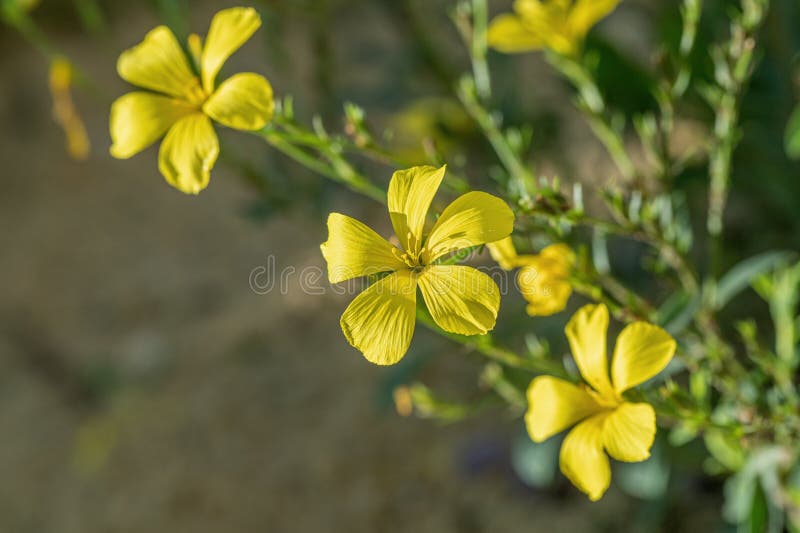 Three Golden Flax Blossoms (Linum Flavum). Stock Image - Image of habit ...