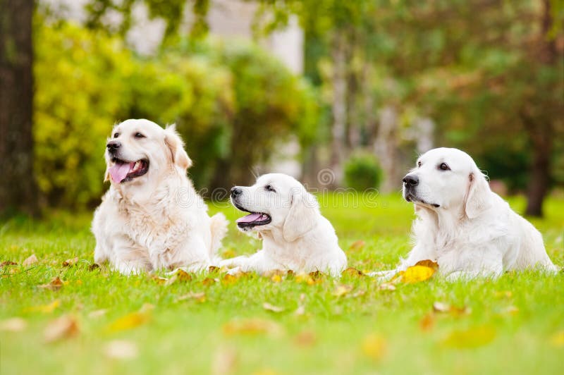 2 Beautiful Golden Retrievers on Autumn Leaves Stock Photo - Image of ...