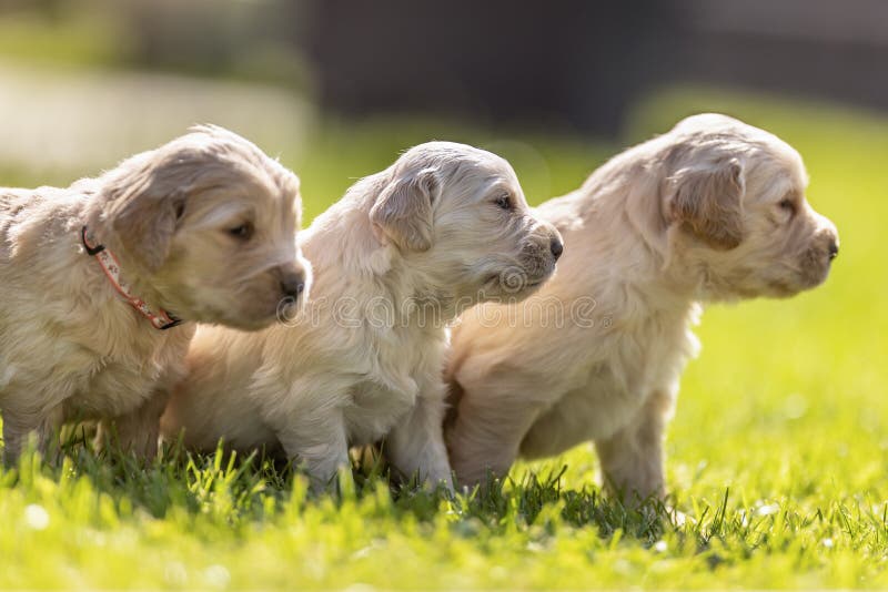 Three Golden Retriever Puppies Sitting in the Green Grass Stock Image ...