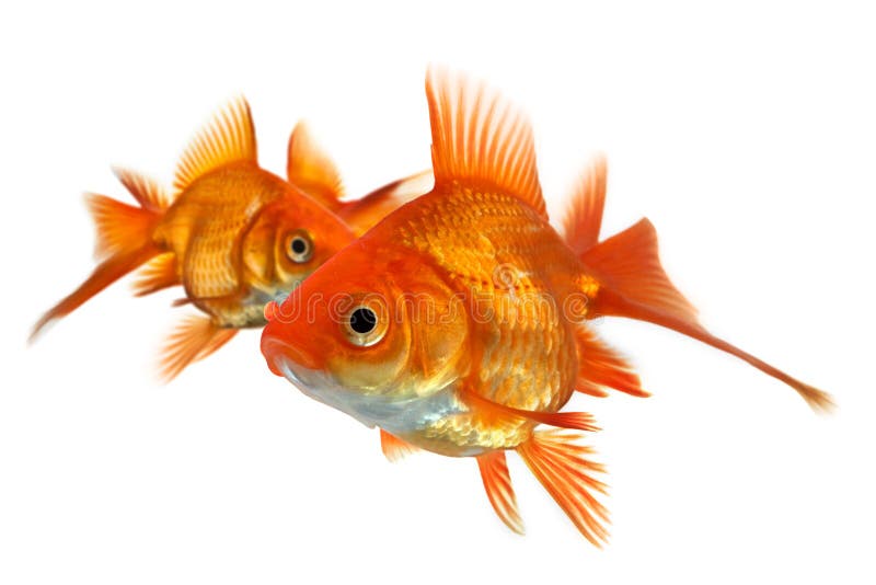 Three Goldfish in Aquarium stock image. Image of golden - 264663