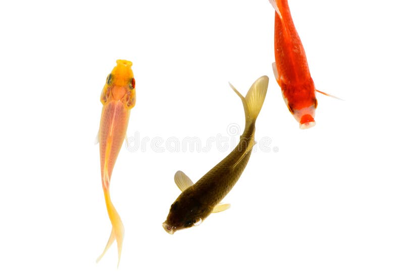 Three Goldfish in Aquarium stock image. Image of golden - 264663