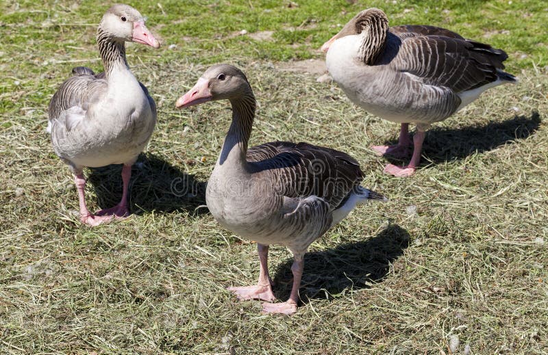 Three goose stock photo. Image of plumage, closeup, spring - 101465430
